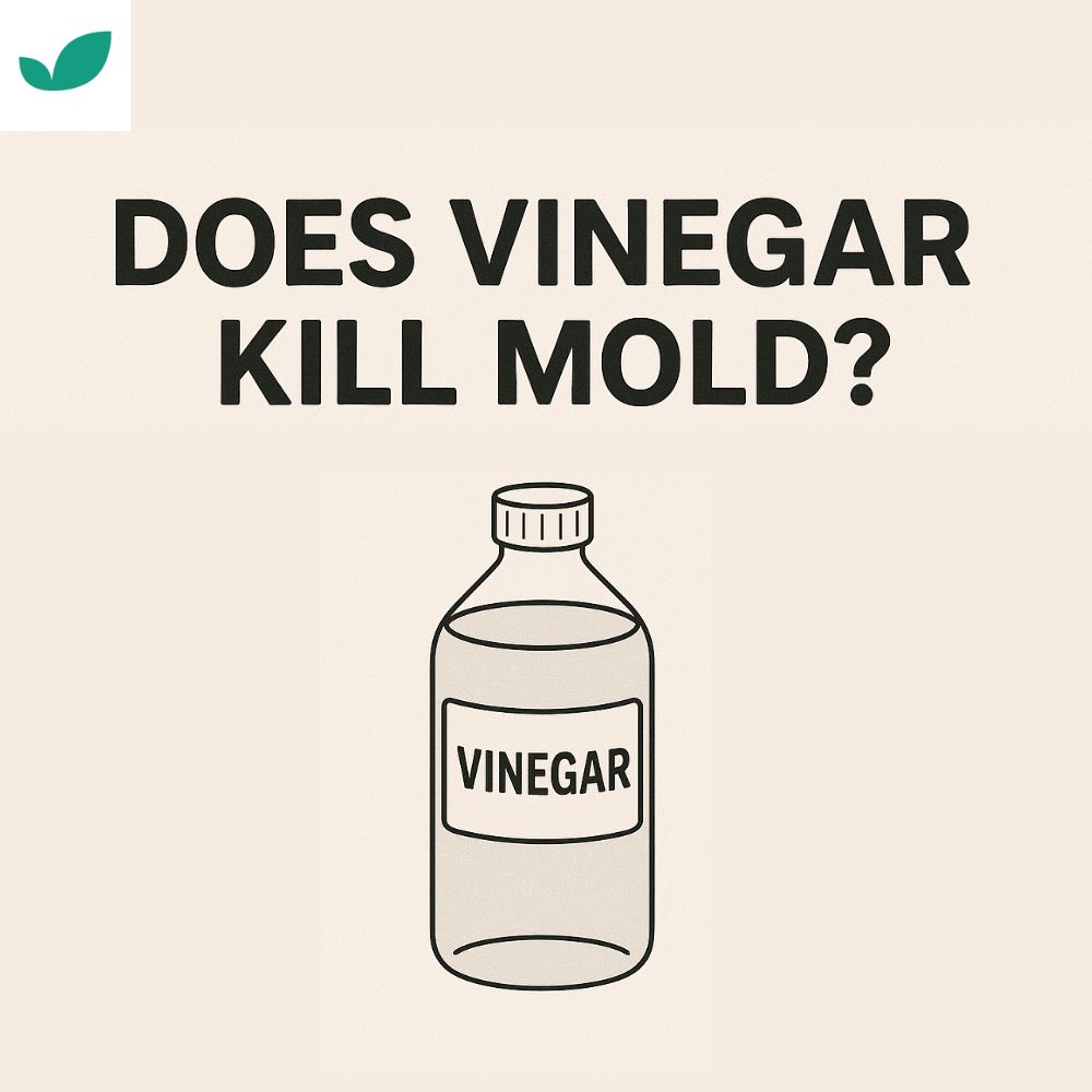 Does Vinegar Kill Mold? Everything You Need to Know 2025